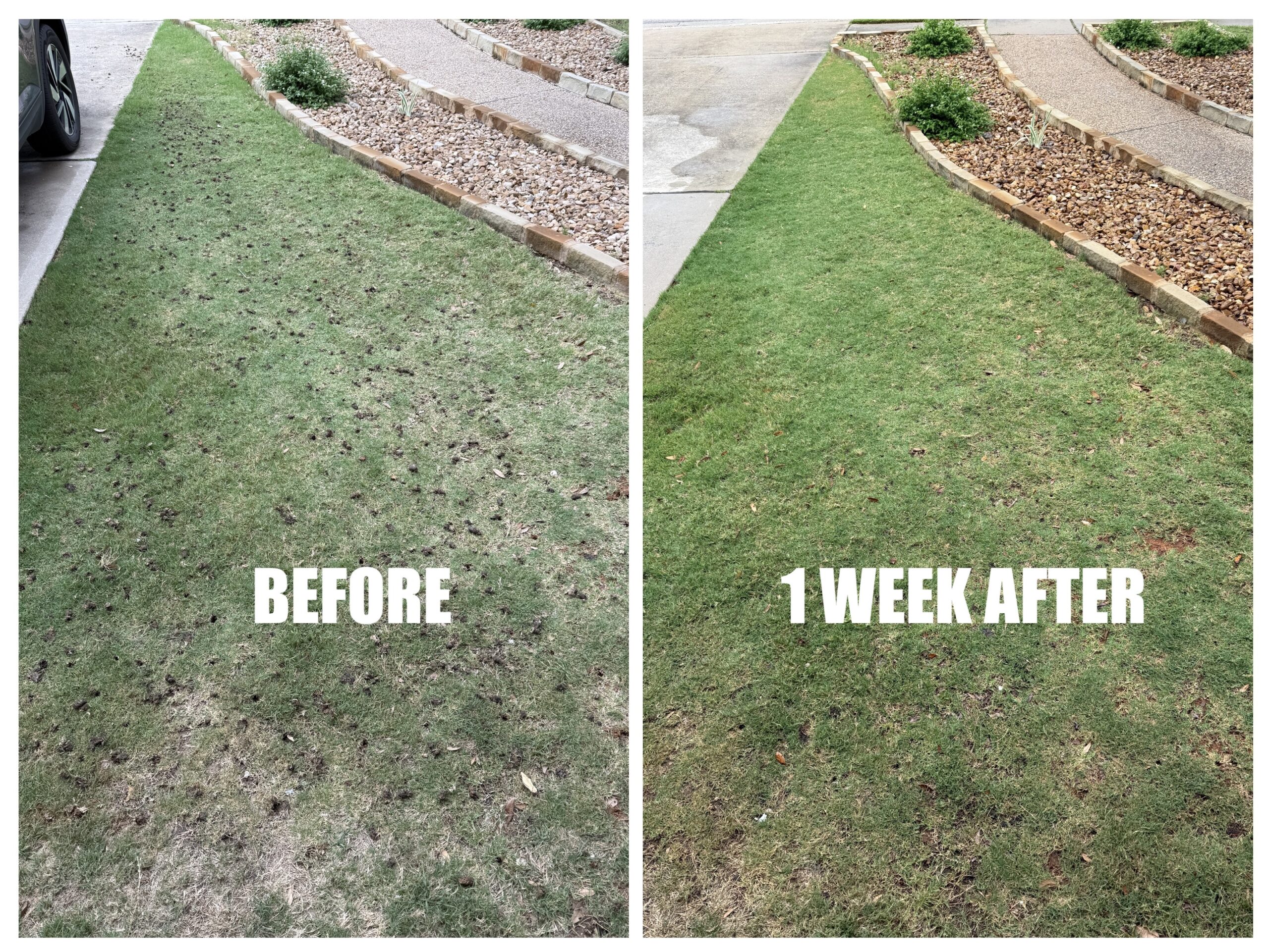 Professional Lawn Core Aeration | Flat-Rate Pricing | Bluebonnet Aeration